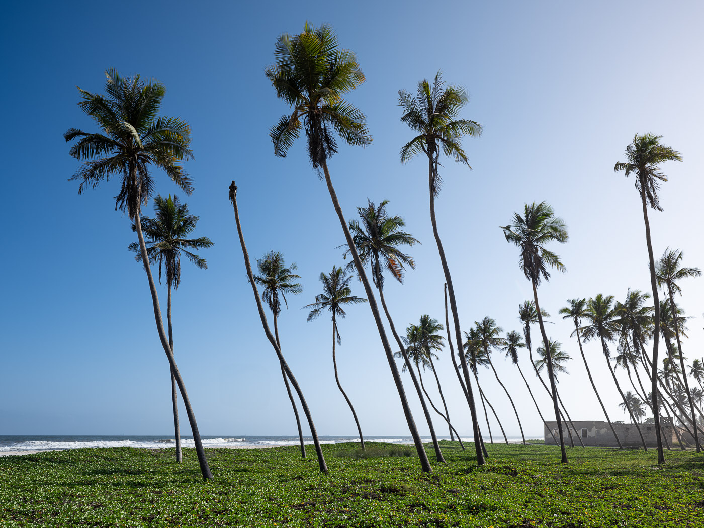 Leaning palm trees - Middle East, Oman - Momentary Awe | Travel ...